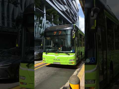 (SMB3014B) Special EDS placement on svc77 #sg #transport #travel #bus #shorts