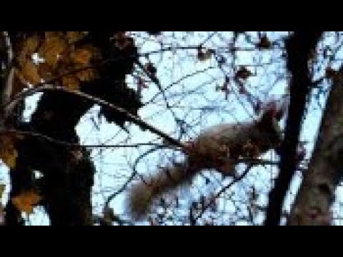 20 Fun Facts About Squirrels for Kids!