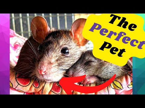 10 Surprising Reasons Why Rats Make the Perfect Pets