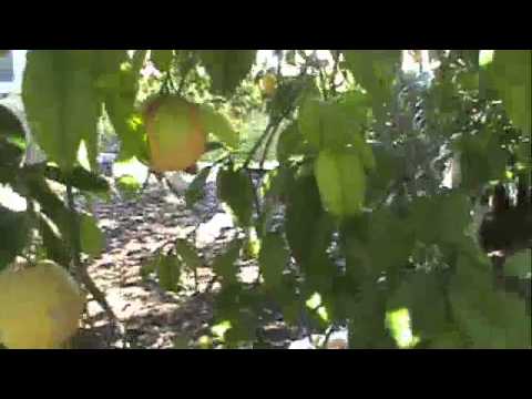 Fresh Ripe Organic Citrus Fruit Jackpot from Florida