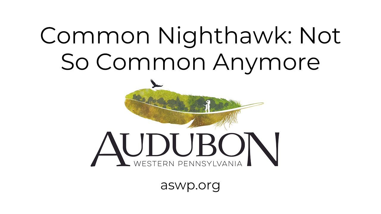 Common Nighthawk: Not So Common Anymore