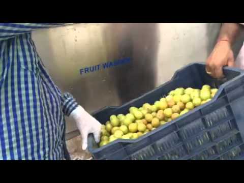 Amla Processing Machine at Best Price in India