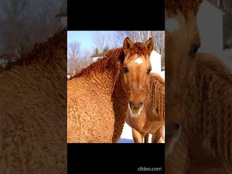 Horse breed BHASHKIR CURLY