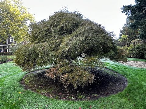 Pruning a 125-150 Year Old Derelict Lace Leaf Maple | Good News Tree ...