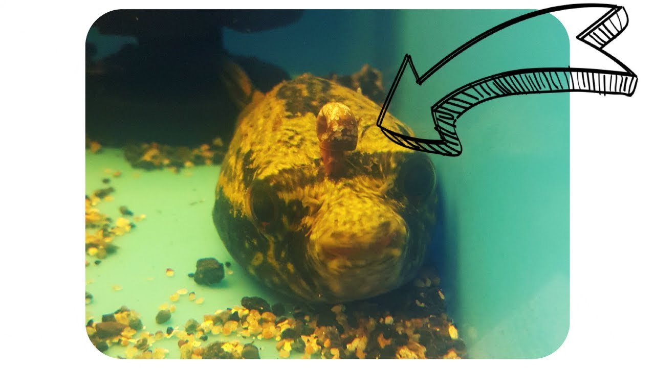 Snail Tries to Crawl into Puffer Fish Mouth