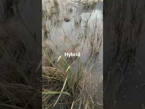 Chesapeake Bay Retriever Ammo with a hybrid mallard