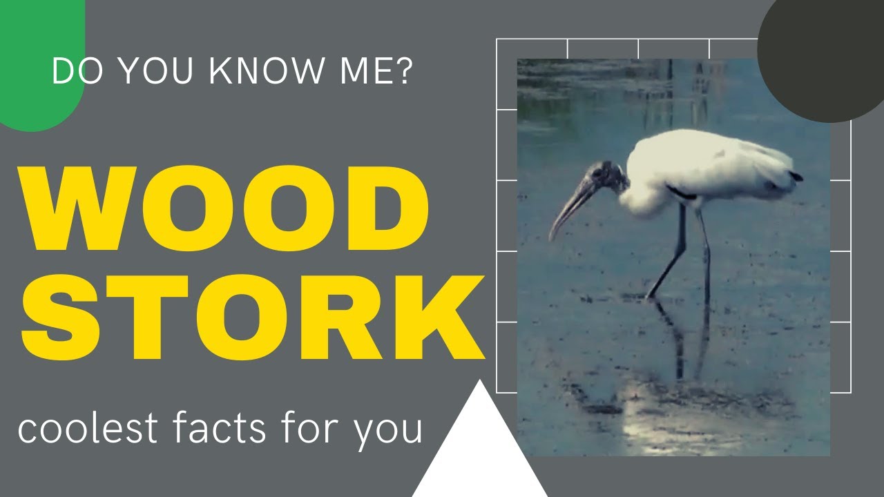wood stork facts