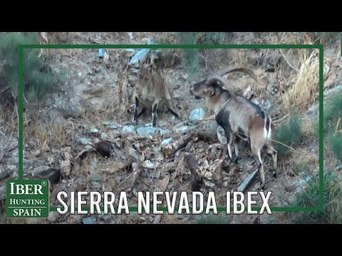 Sierra Nevada Ibex hunt in Spain