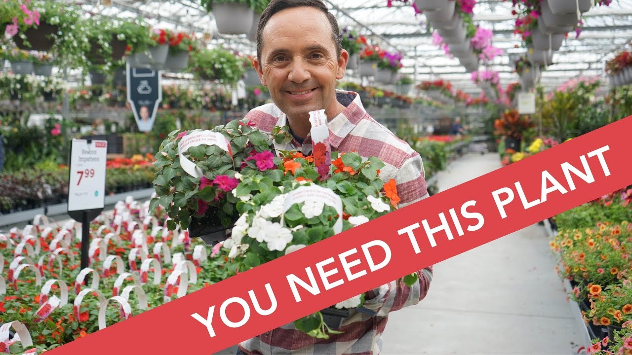 Beacon impatiens are the new rage
