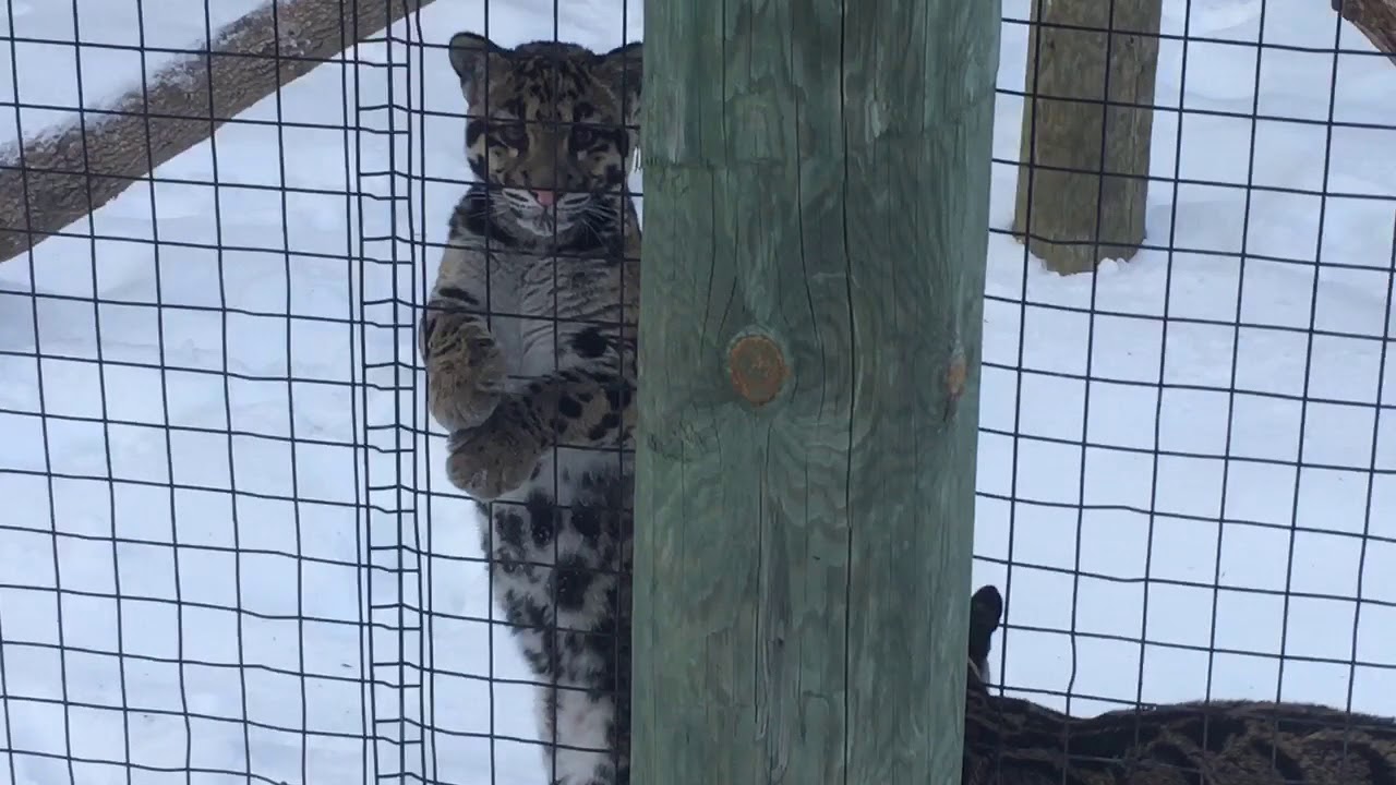 Clouded leopard cubs playing in the snow