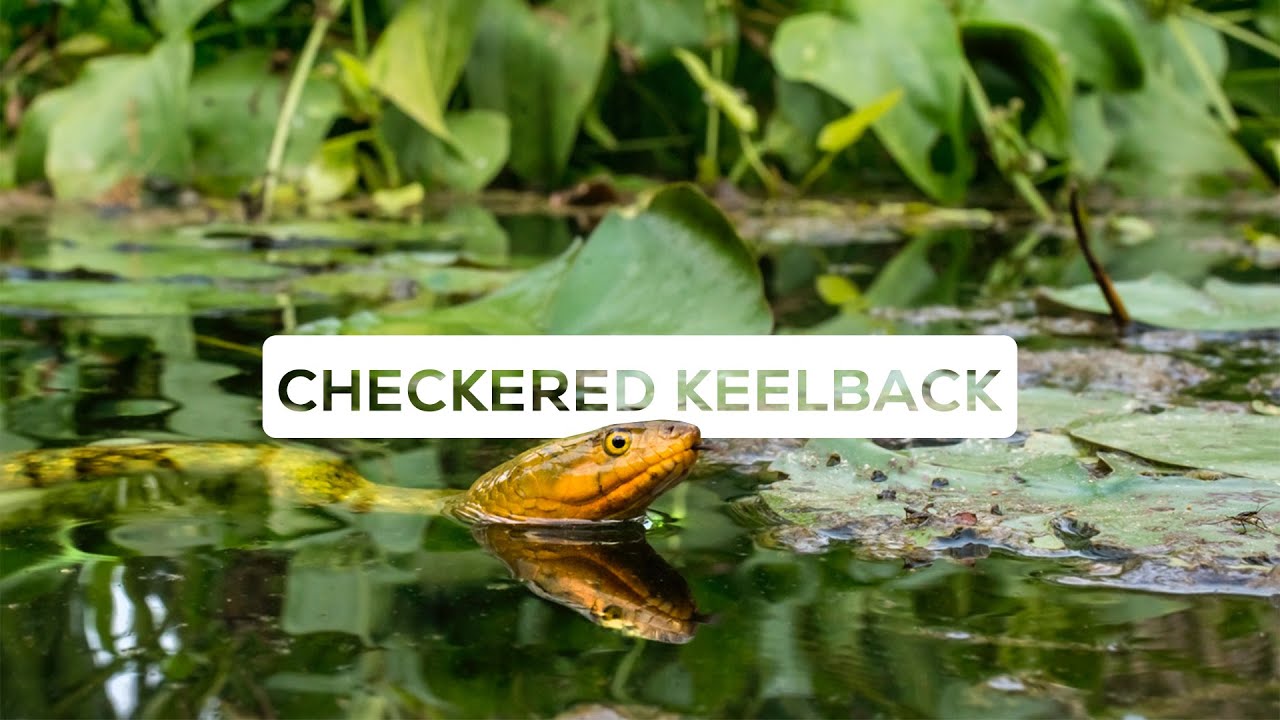 Checkered Keelback: Life in the Water | Snakes of India’s Wetlands | @RoundglassSustain
