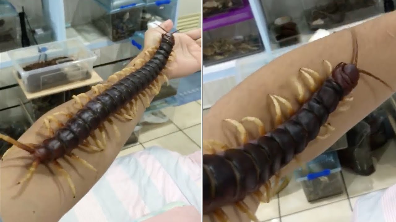 Giant Centipede Crawls On Owner's Arm