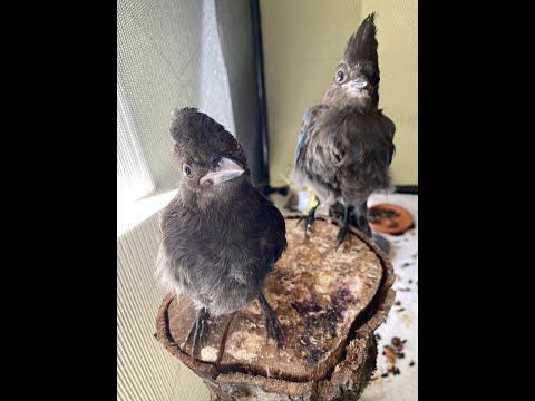 Steller's Jays in Home Rehab