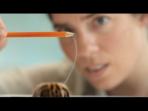 Artificial spider silk used to build spare organs of the future