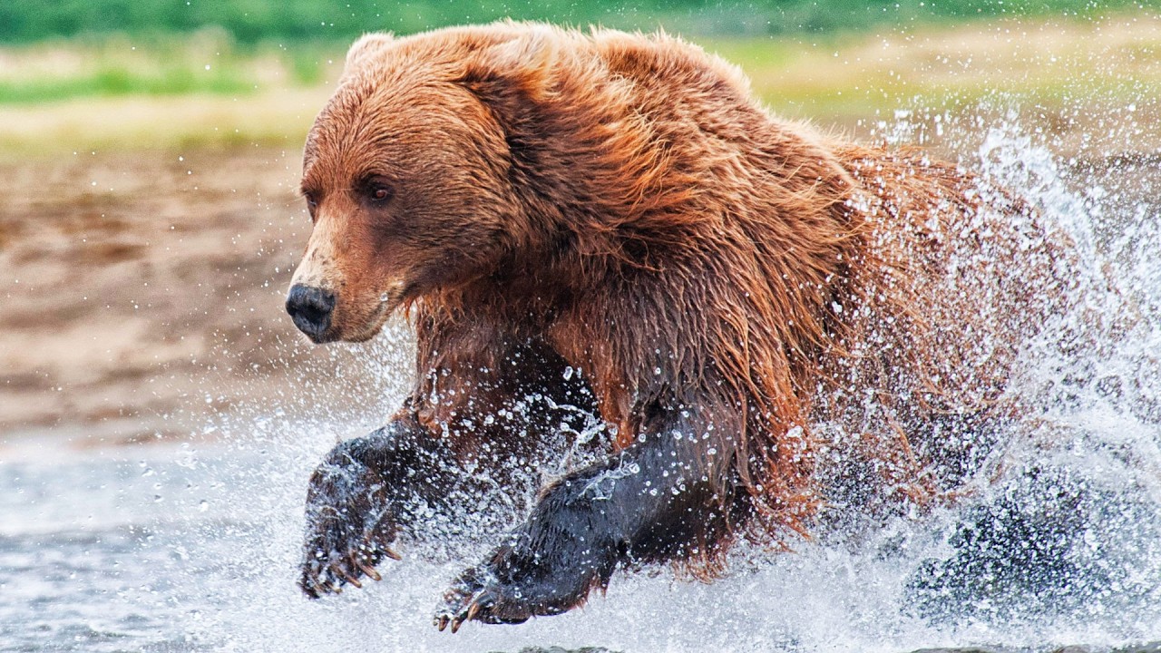 BROWN BEARS: The Heaviest Predators in North America