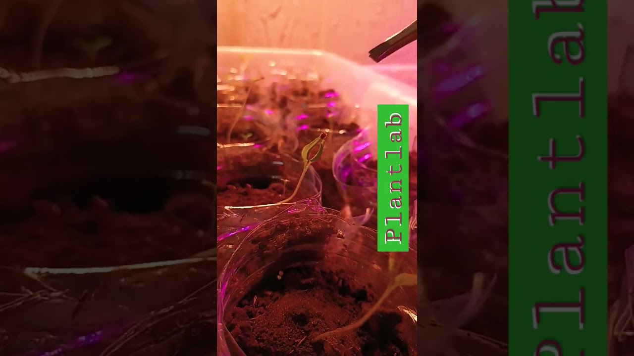 #Plantlab