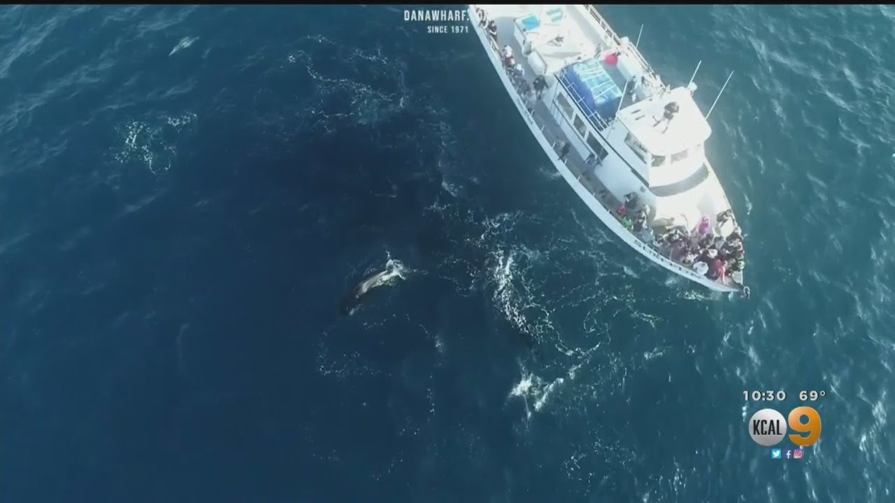 Whale Watchers Get An Unexpected Show Off California Coast