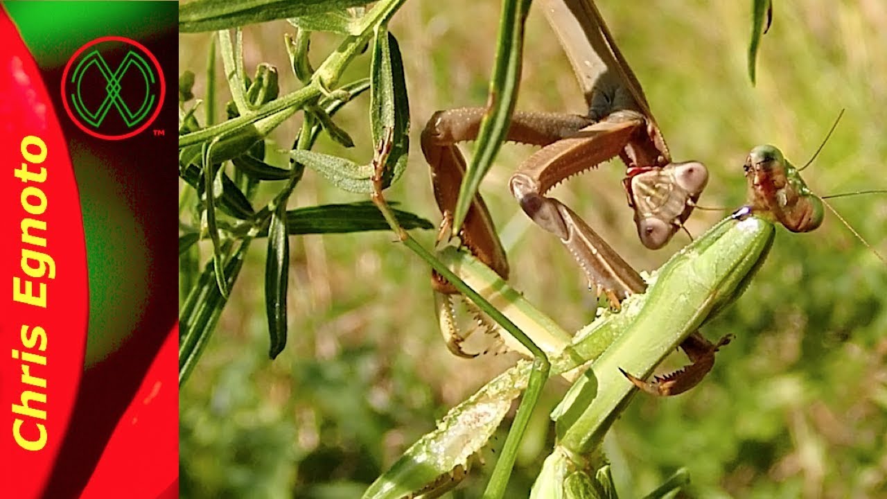 Praying Mantis Fight - One praying mantis attacks another.