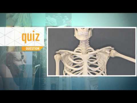 Quiz - What is the real name of the funny bone?