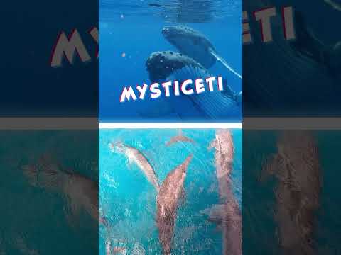 Are Orcas Dolphins or Whales? #shorts