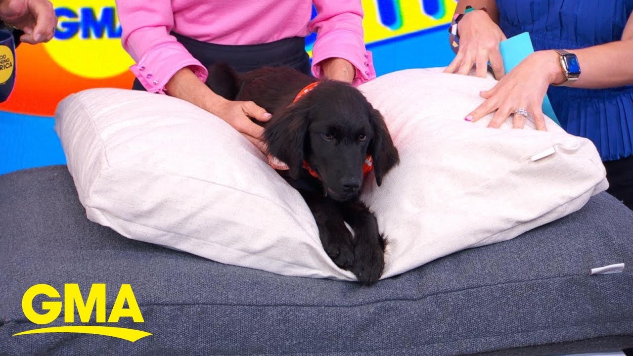 Score deals with ‘The Right Stuff’ on pet essentials