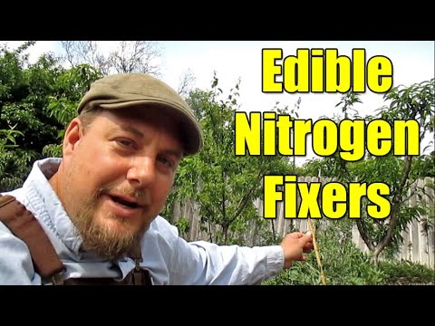5 Cold Hardy Edible Nitrogen Fixer Plants Worth Growing!