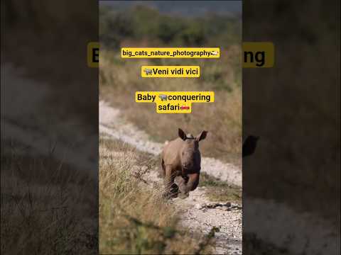 #🦏baby rhino,charging safari🛻#veni,vidi,vici🎶#ronniehilton #juliuscaesar#shorts