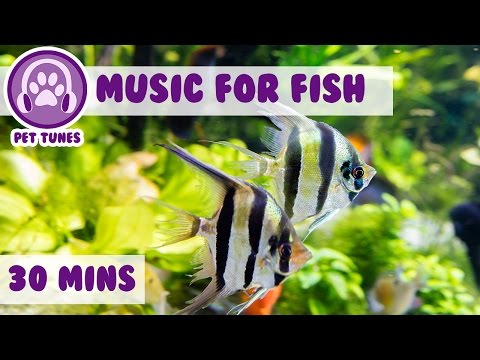 Music for Fish! Fish Tank Music.....We Love Pet Fish!, Fish Therapy, Aquarium Relax, Help My Fish
