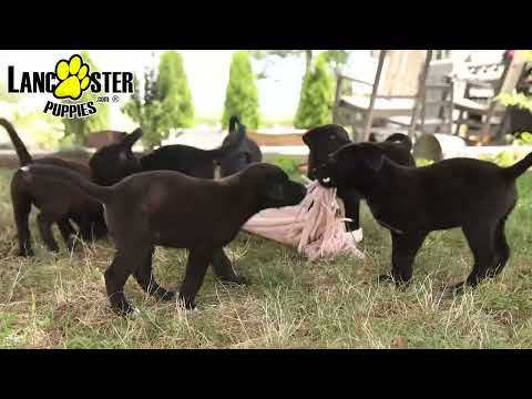Playful Labrador Retriever Hybrid Puppies