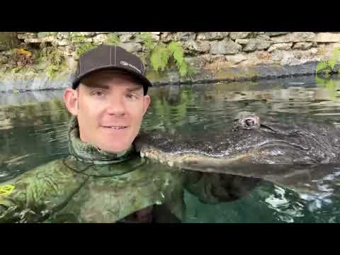 Why isnโt gator attacking you?!?!