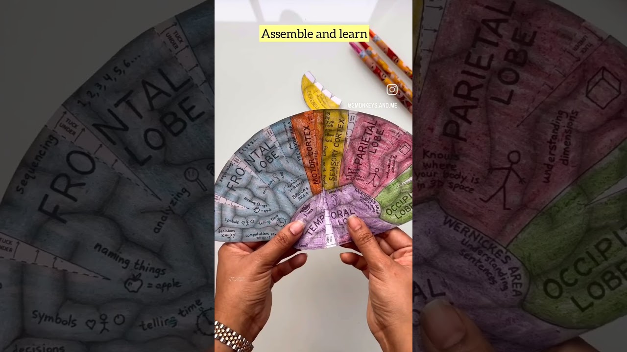 #save Brain Hat - What's inside your brain? 🧠