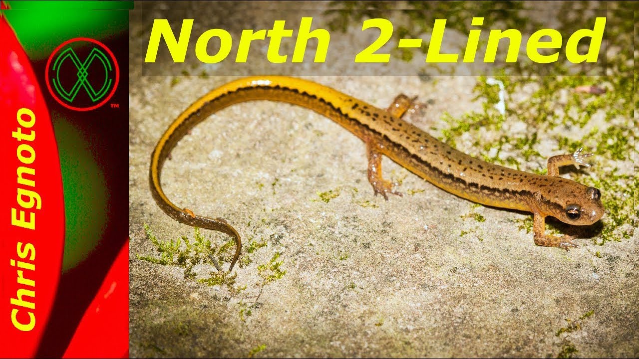 Beautiful Two Lined Salamander!