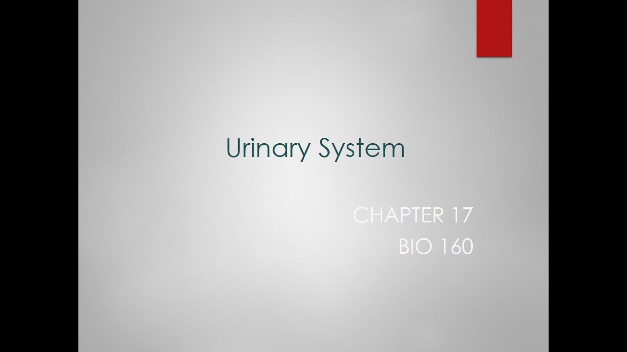 Urinary System (A to Z Power-point Lecture)