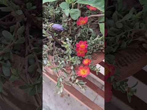 flowers #music #anime #song #nature