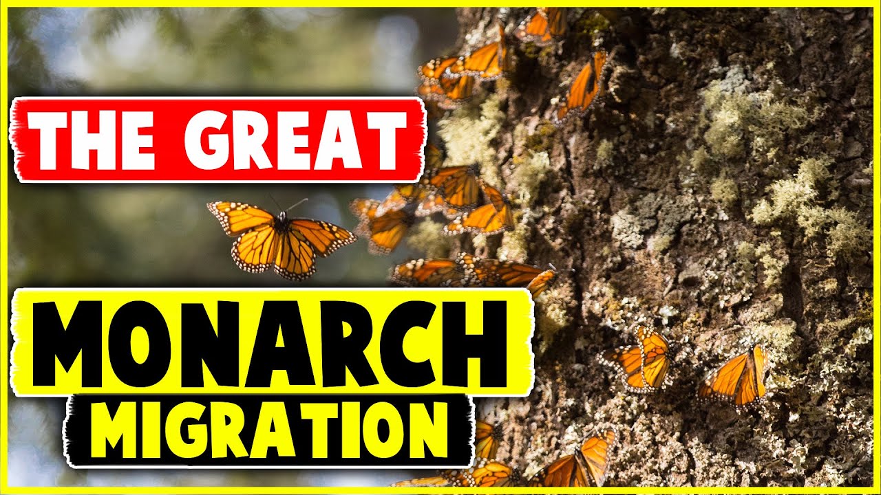 The Great Monarch Migration
