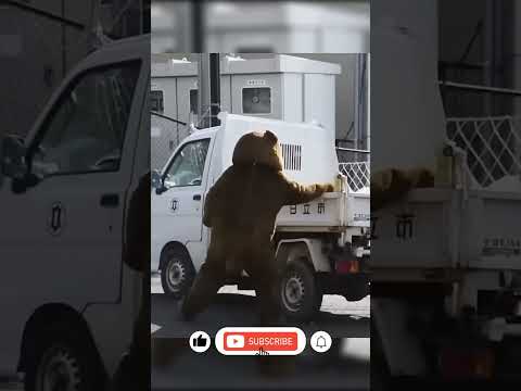 Look At How The Drills Are In Japanese Zoos. | #shorts #facts #animals #japan