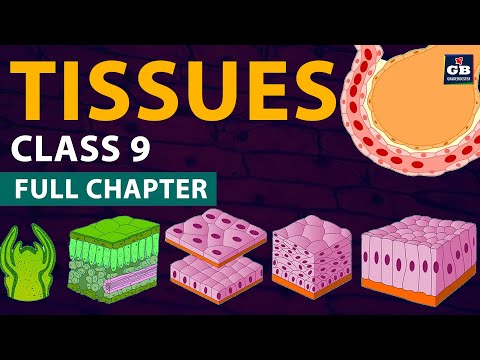 #Tissues Class 9 Full chapter (Animation) | cbse class 9 Biology | chapter 6| NCERT | Gradebooster