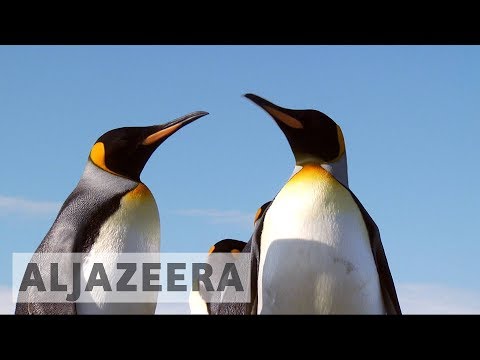 Chile's penguin colonies disappear as global temperature rises