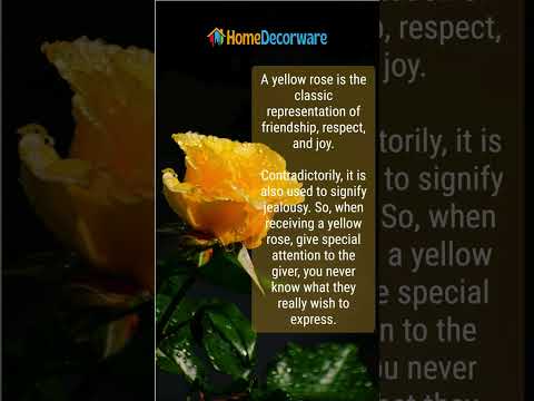 Rose Color Meanings and Symbolism