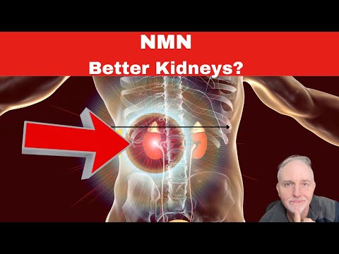 Are NMN Supplements Safe For Your Kidneys?
