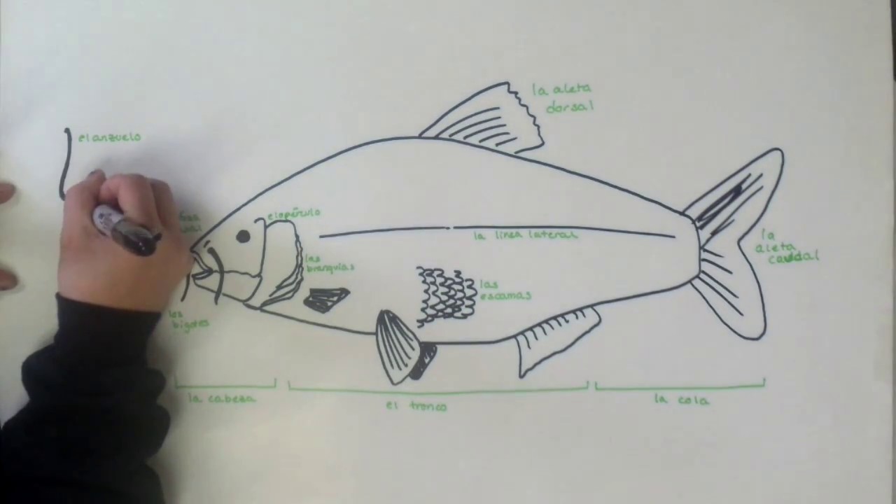 Fish anatomy. La anatomía del pez. Spanish4Ag