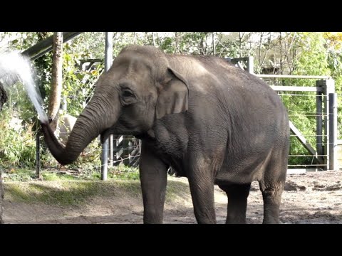Bernhardine the Asian Elephant