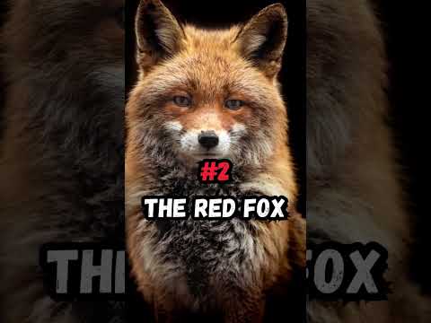 Top 3 Creepiest Animal Sounds #shorts