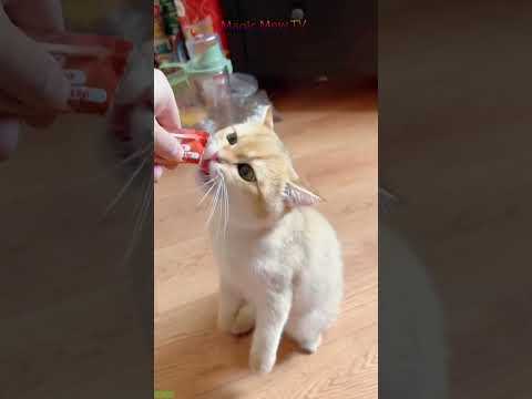 Funny Cats 2024 πΌ #fyp πΌ #magicmewtv #7050