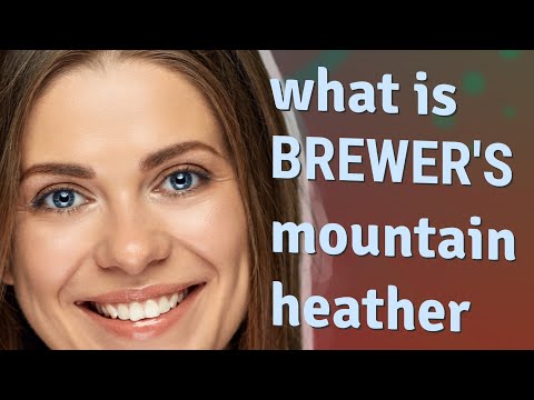 Brewer's mountain heather | meaning of Brewer's mountain heather