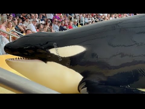 Rest in peace Keto - April 8, 2024 - Loro Parque Spain 🇪🇸