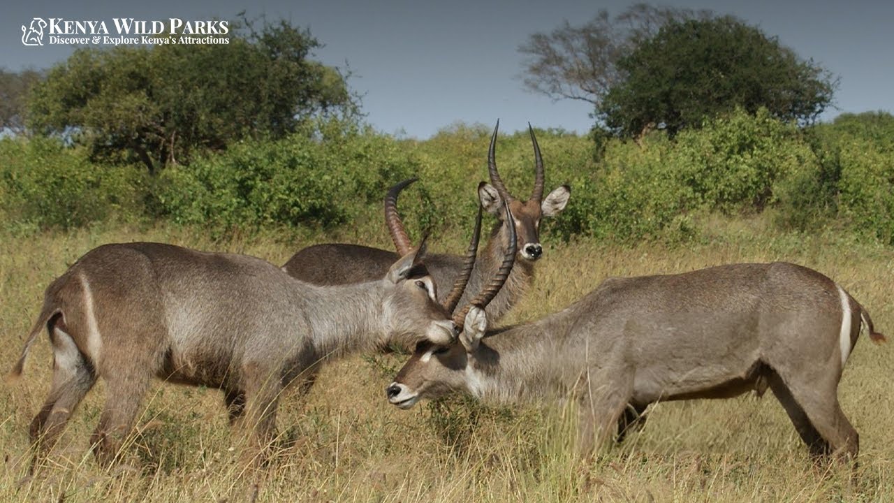 Why Is It Called a Waterbuck?