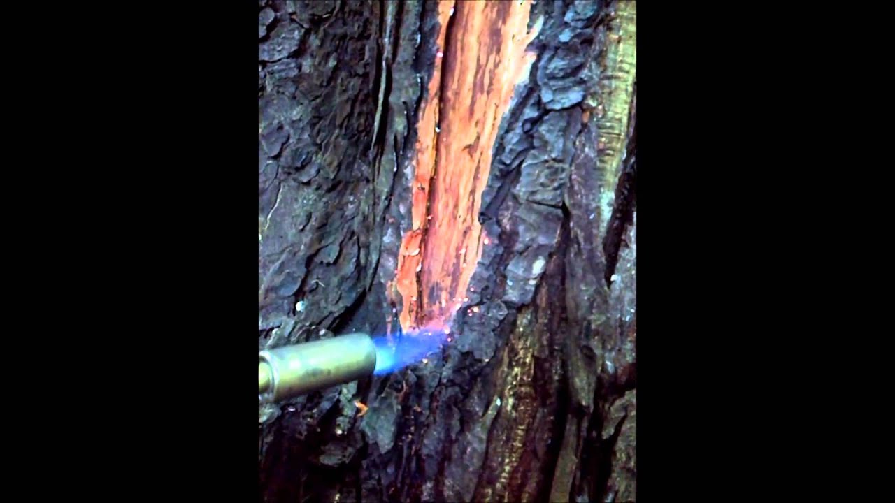 Cauterizing Horse chestnut bleeding canker