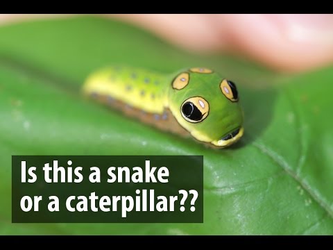 Is this a snake or a caterpillar??