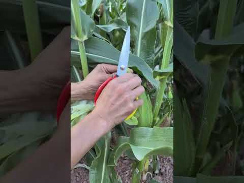 ST 88707441211 mini rotary tillage and ridging all-in one tree ridging all-in one tree